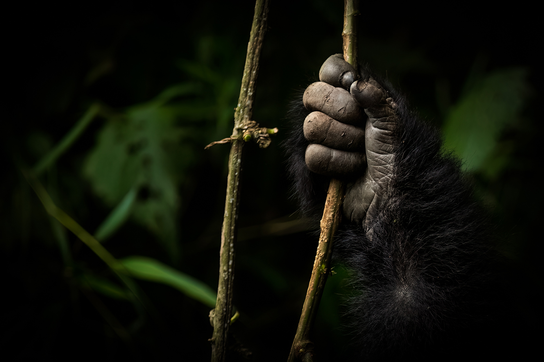 Itinerary | Gorilla Trekking off the Beaten Track | Rwanda | Carrier ...